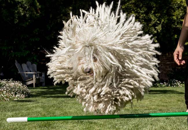 Meet Beast, Mark Zuckerberg's Adorable Dog Who Likes 'Herding Sheep'
