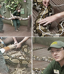 Health check-up for 22-foot python